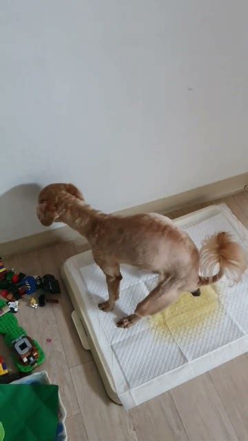 똥 싸하면 정말 똥 싸는 강아지 더럽 주의노 모자이크ㅠ Youtube