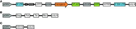 Schema Of The Plasmids Constituting The Lentiviral Vector Backbone