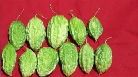 Arka Harit What Is Arka Harit And It Belongs To Which Cultivar