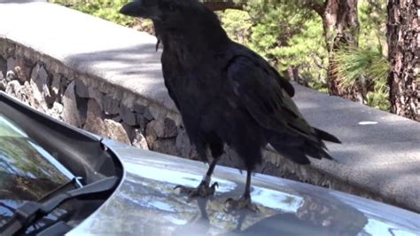 Raven Message Tumbex