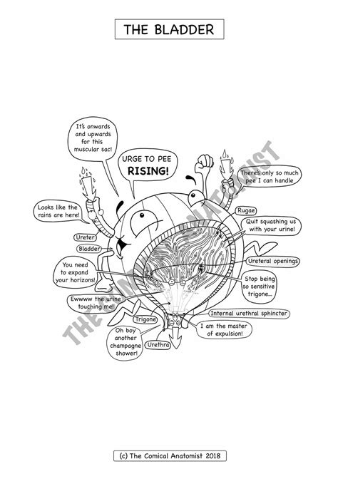 Urinary System Coloring Book The Comical Anatomist Shop