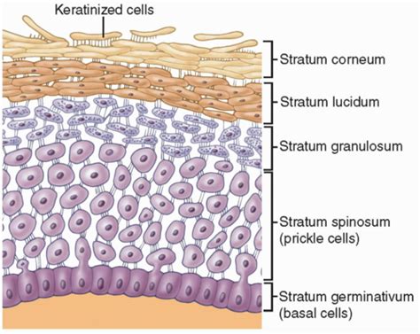 Week 9 Skin Structure And Function Flashcards Quizlet