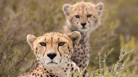 Wallpaper Cheetah Cub Wild Cat Look 1920x1440 Picture Image