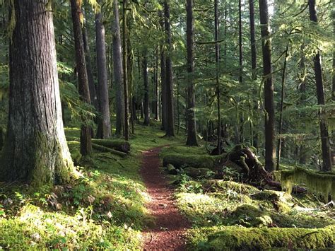 Riverside Trail In The Mt Hood National Forest Is A Short Easy Hike Paisaje De Fantasía