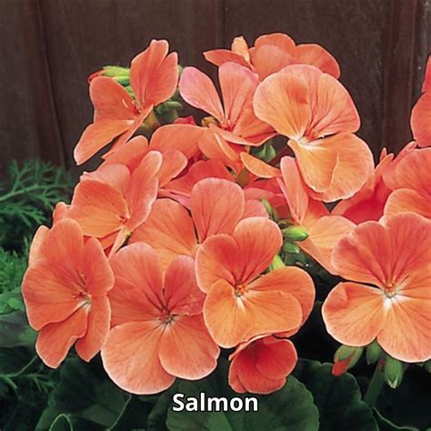 Geranium Multibloom Ball Chile