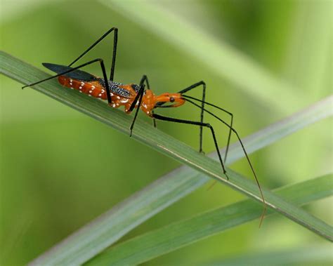 Milkweed Assassin Bug