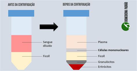 Como Isolar Células Mononucleares Do Sangue Periférico Biomedicina Padrão