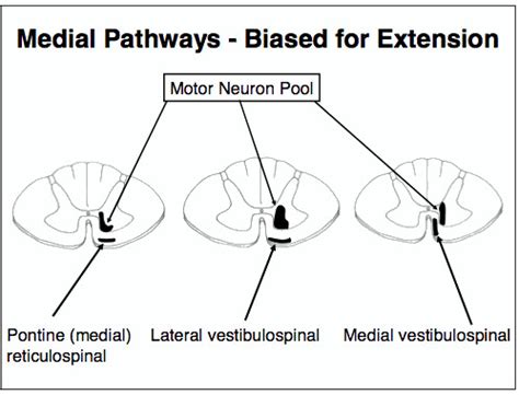 Motor Pathways Flashcards Quizlet Motor Pathways Flashcards Quizlet