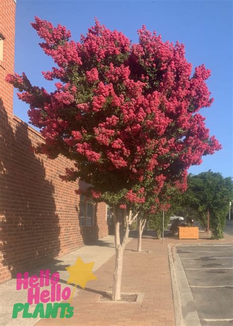 Lagerstroemia Tuscarora Crepe Myrtle Hello Hello Plants