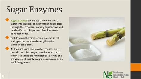 Ppt Nature Bio Science Enzymes Manufacturers In India Powerpoint
