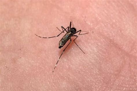 New York Resident Dies Of Rare Eastern Equine Encephalitis Healthcare