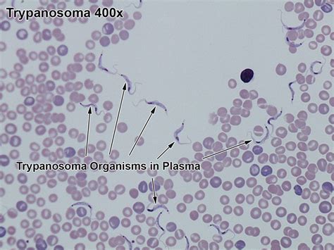 Trypanosoma Medical Laboratories