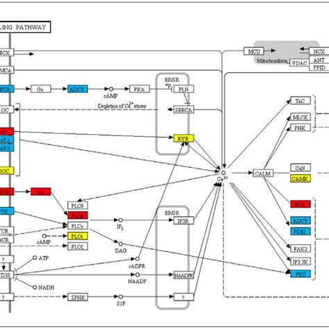 KEGG Pathway Map For TGF Beta Signaling Pathway The Shade Of Red Color