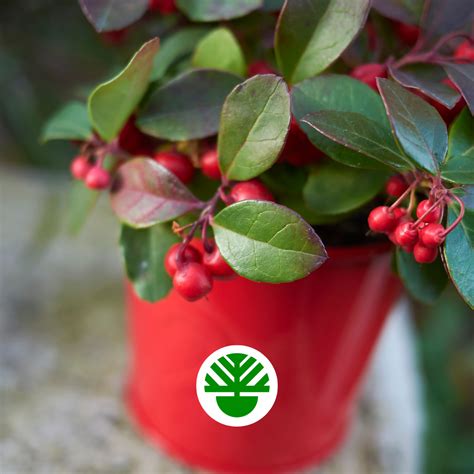 Cotoneaster Suecicus Skogholm Cosula Peisagistica Botoșani