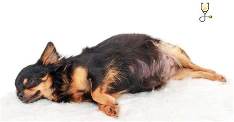 Recognize And Treat Cysts Tumors And Growths In Dogs The Dog Advisory