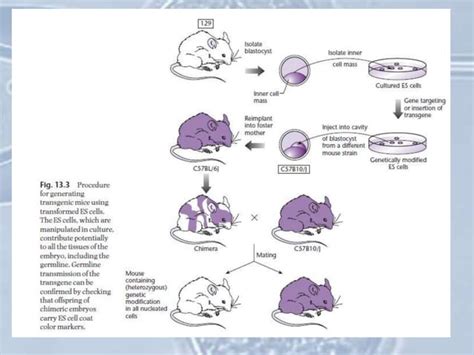Somatic Cell Cloning Pptx Genetics Science Somatic Cell Cloning Pptx Genetics Science