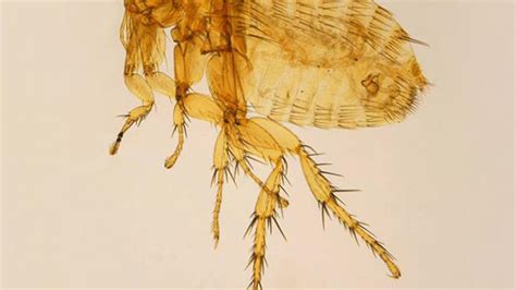 Flea Under Electron Microscope