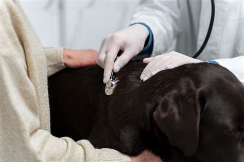 Mais De 60 Das Doenças Infecciosas São Transmitidas Por Animais