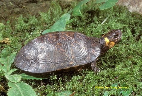 Bog Turtle State Of Tennessee Wildlife Resources Agency