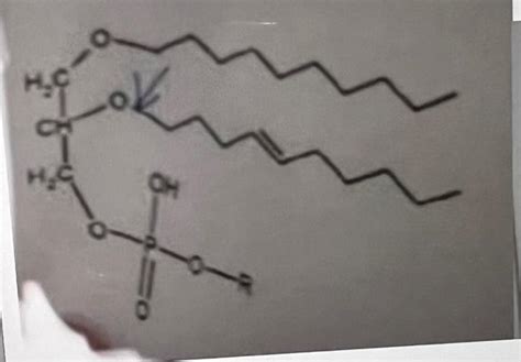 Solved Show The Position Of Phospholipase A2