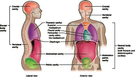 Study Materials Dorsal And Ventral Body Cavities Anatomy