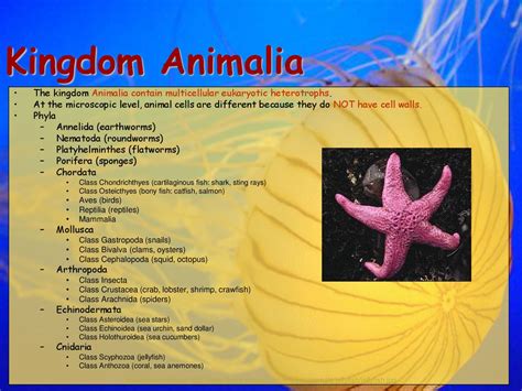 Taxonomy Background Image Ppt Download