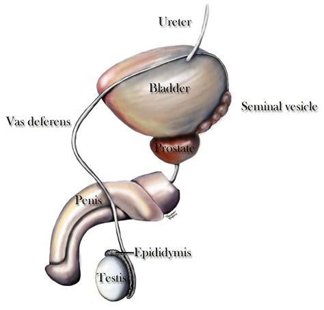 Vas Deferens And Ejaculatory Ducts Center For Male Reproductive