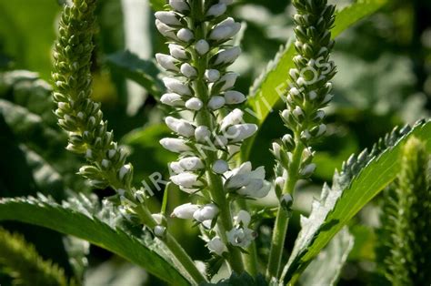 Rozrazil White Jolanda Veronica White Jolanda Zahradnictví Flos