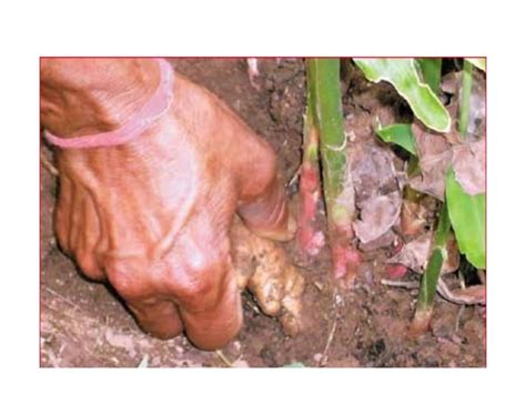 Cultivation Practice Of Ginger In Nepalpptx