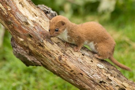 Stoats And Weasels