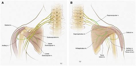 Rotator Cuff Muscles Nerve Supply