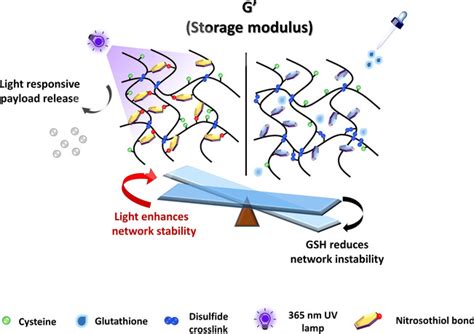 Stiffness Modulation And Pulsatile Release In Dual Responsive Hydrogels