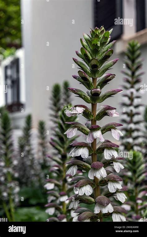 Acanthus Mollis Acanthaceae Flower In Backyard Garden White Purple
