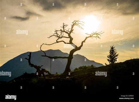 Burmis Crowsnest Pass Alberta Sunset Tree Silhouette Hi Res Stock