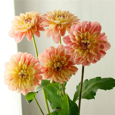 【直前】ダリア ピュア ピンク〜オレンジ 40cm〜 【生花】 花材通販はなどんやアソシエ