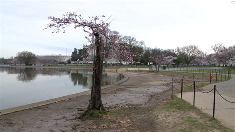 Dc Cherry Blossom Tree Stumpy To Be Cut Down Fox 5 Dc