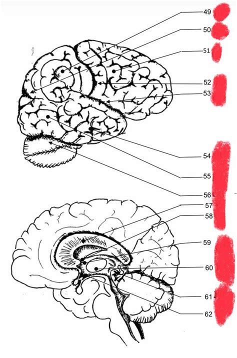 Cerebrum Lateral Diencephalon Sagittal Diagram Quizlet