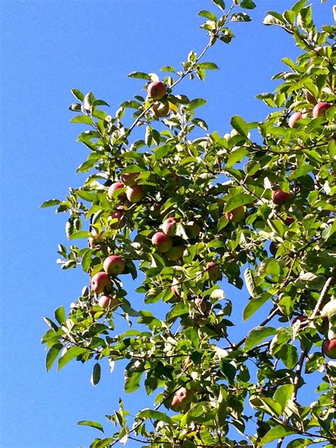 Kvell In The Kitchen Perfect Pumpkin Apple Bread