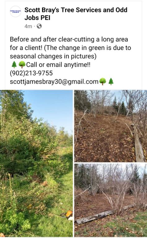 Fall And Winter Tree Services Island Wide Lawn Tree Maintenance