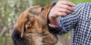 How To Make A Pit Bull Release Its Bite