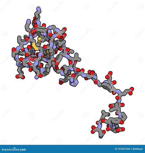 Thrombin Blood Clotting Enzyme Human Alpha Thrombin Molecule Is A Key