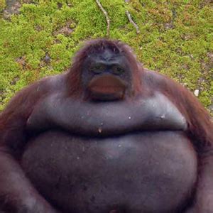 Pepitobtc Twitch
