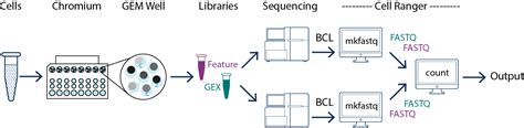What Is Cell Ranger Software Single Cell Gene Expression Official X Genomics Support