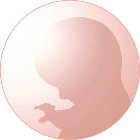 Visualising The Developing Brain Human Brain Formation