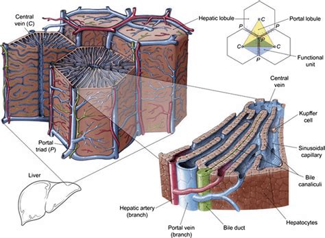 Hepatic Lobule Structure