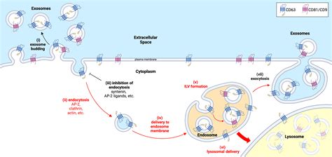 Exosome Biogenesis And Function Gould Lab