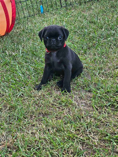 Black Pug Mix Puppies