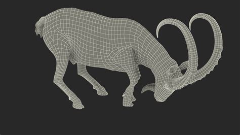 3d Alpine Ibex With Large Horns Fur Turbosquid 2219815