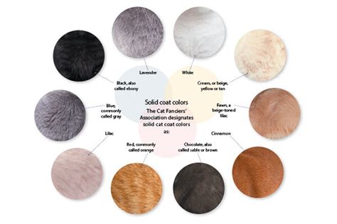 Unveiling The Rainbow A Guide To Maine Coon Cat Colors