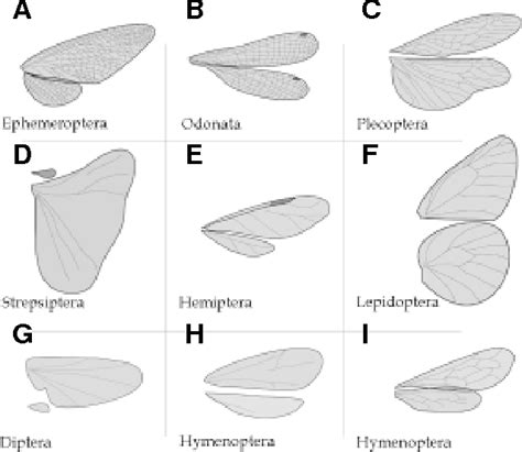 Insect Wing Diagram